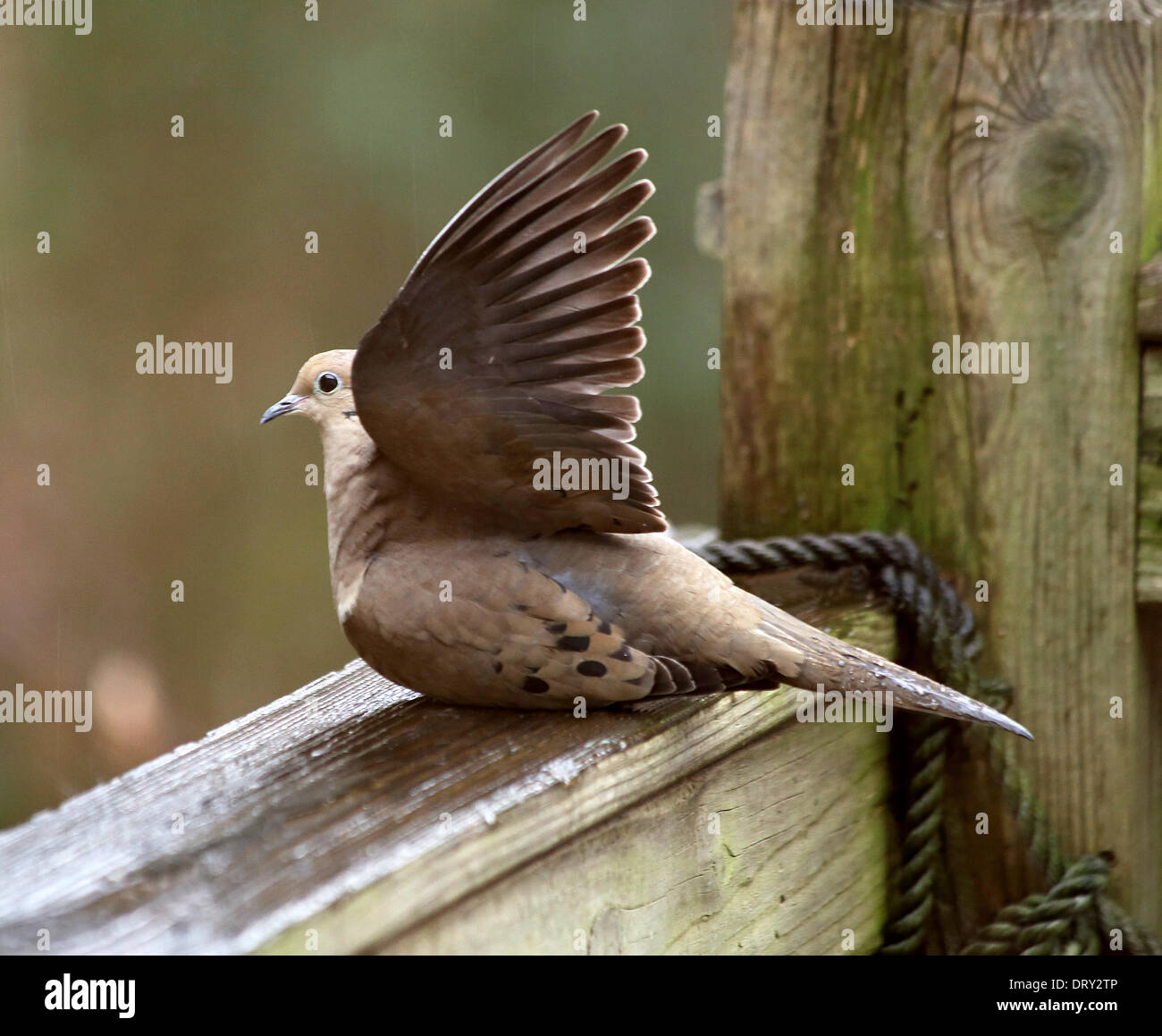 Columbia, South Carolina, USA. 2nd Mourning dove making the best of the ...