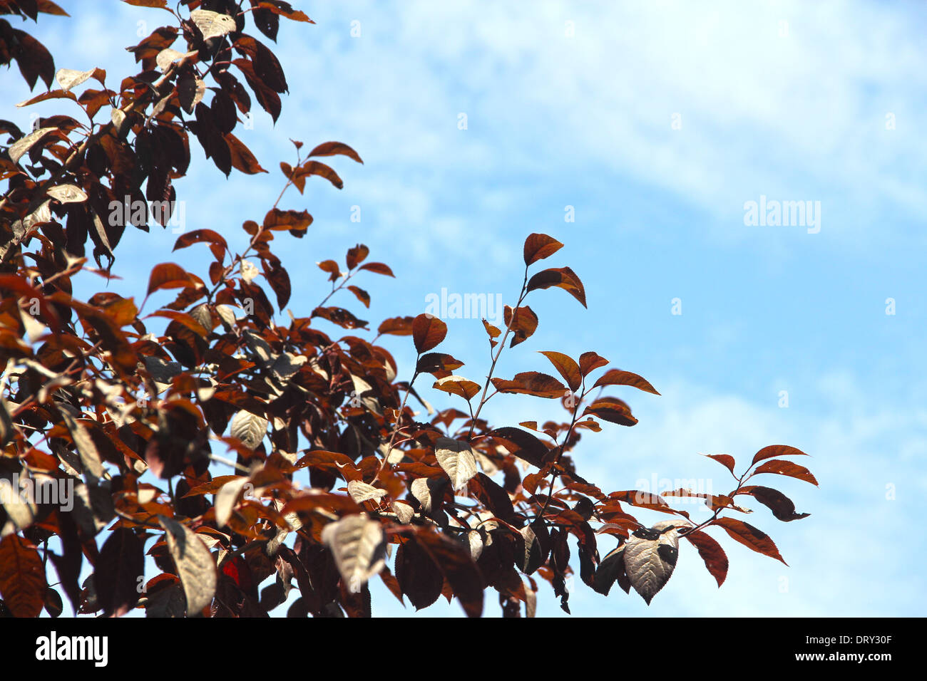 Red Leaf and blue sky beautiful background Stock Photo - Alamy