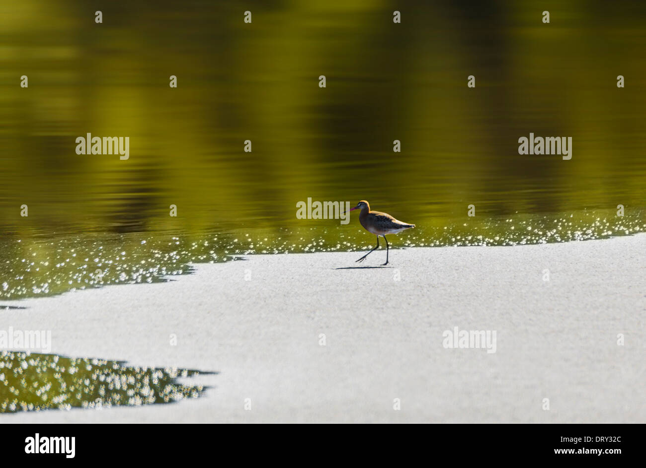 Wading birds of europe hi-res stock photography and images - Alamy