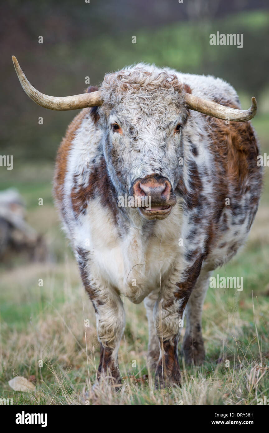 Rare cow breed hi-res stock photography and images - Alamy