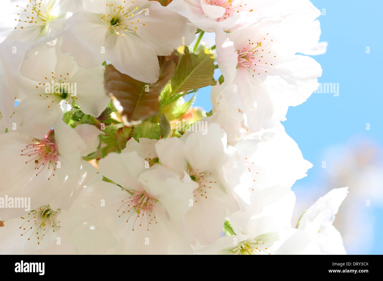 beautiful oriental cherry blossom Jane Ann Butler Photography JABP1128 ...