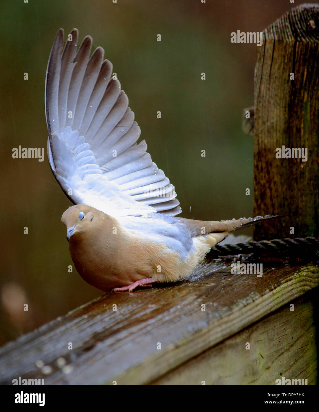 Best mourning dove picture hi-res stock photography and images - Alamy