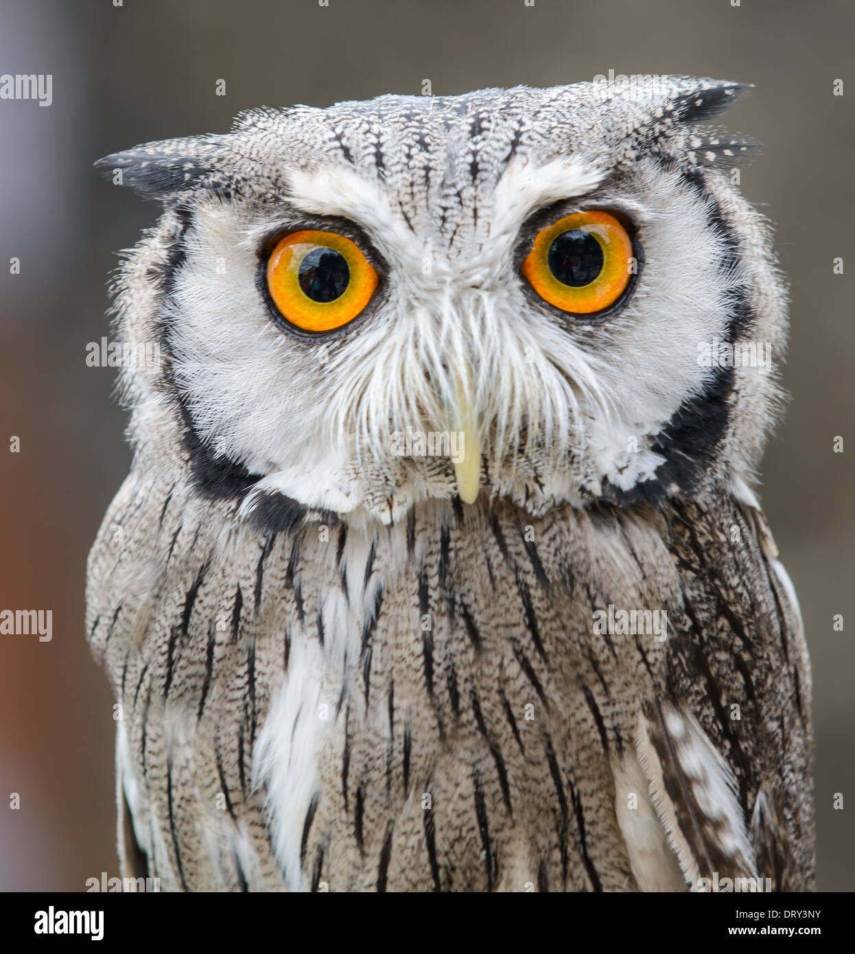 White Faced Scops Owl (Ptilopis Granti) granti Stock Photo - Alamy