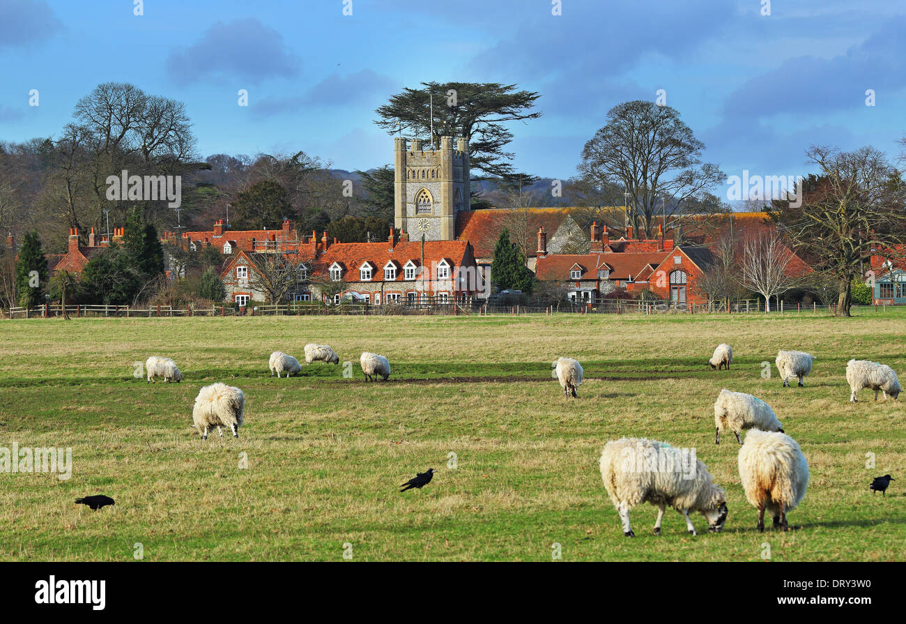 England Landscape Sheep