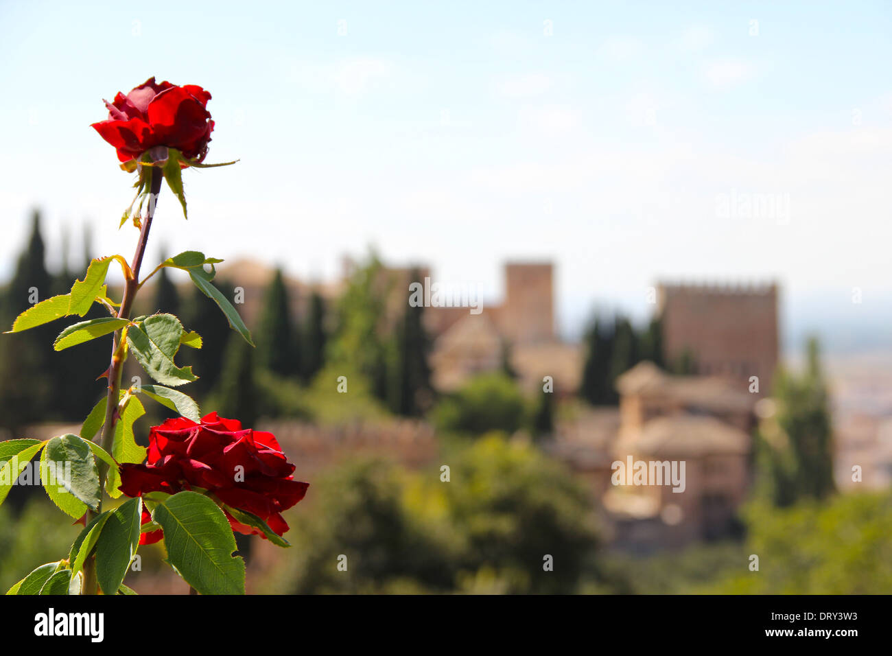 Panoramic view on ancient city of Alhambra and roses Stock Photo - Alamy