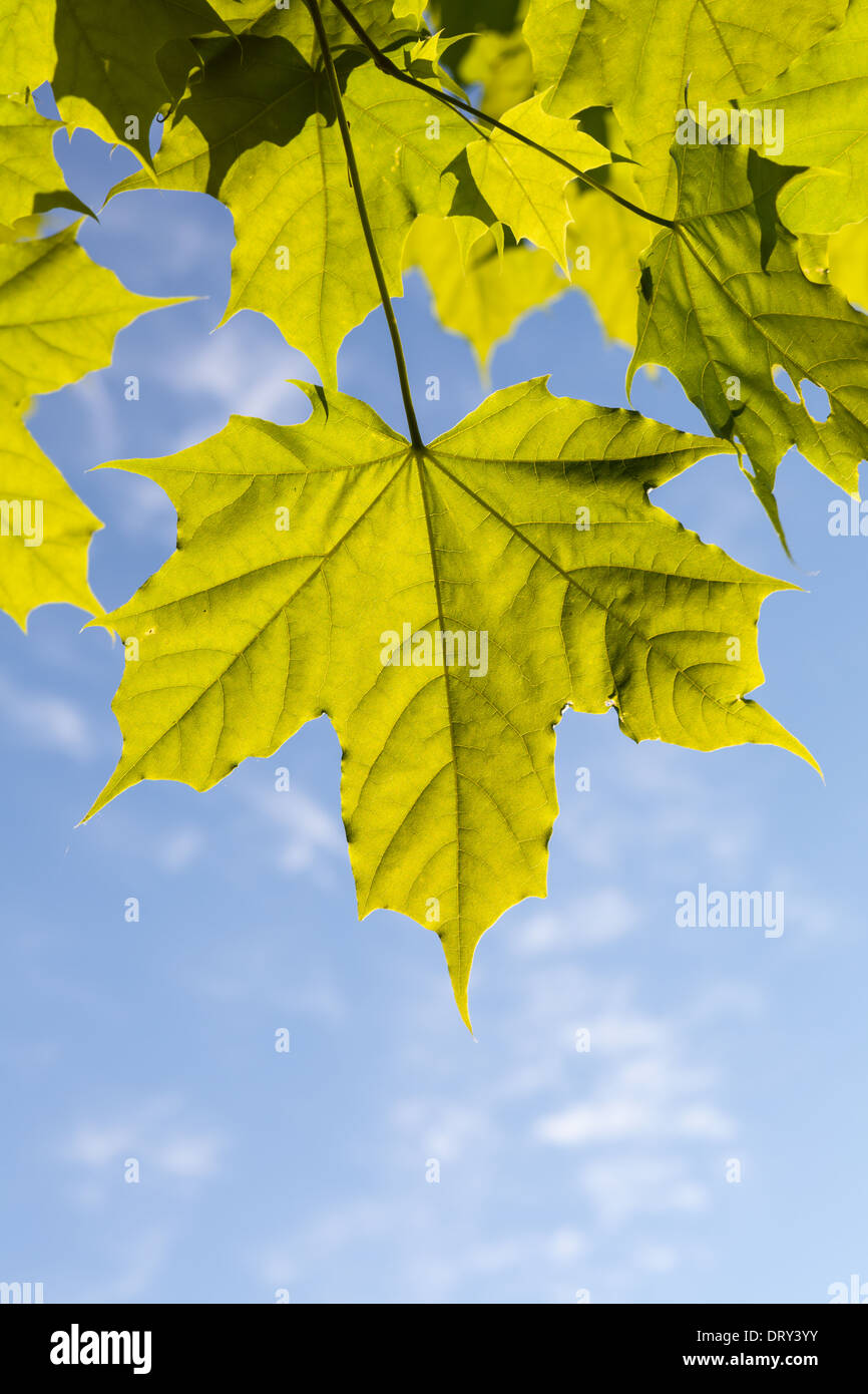 Blue maple leaf hi-res stock photography and images - Alamy