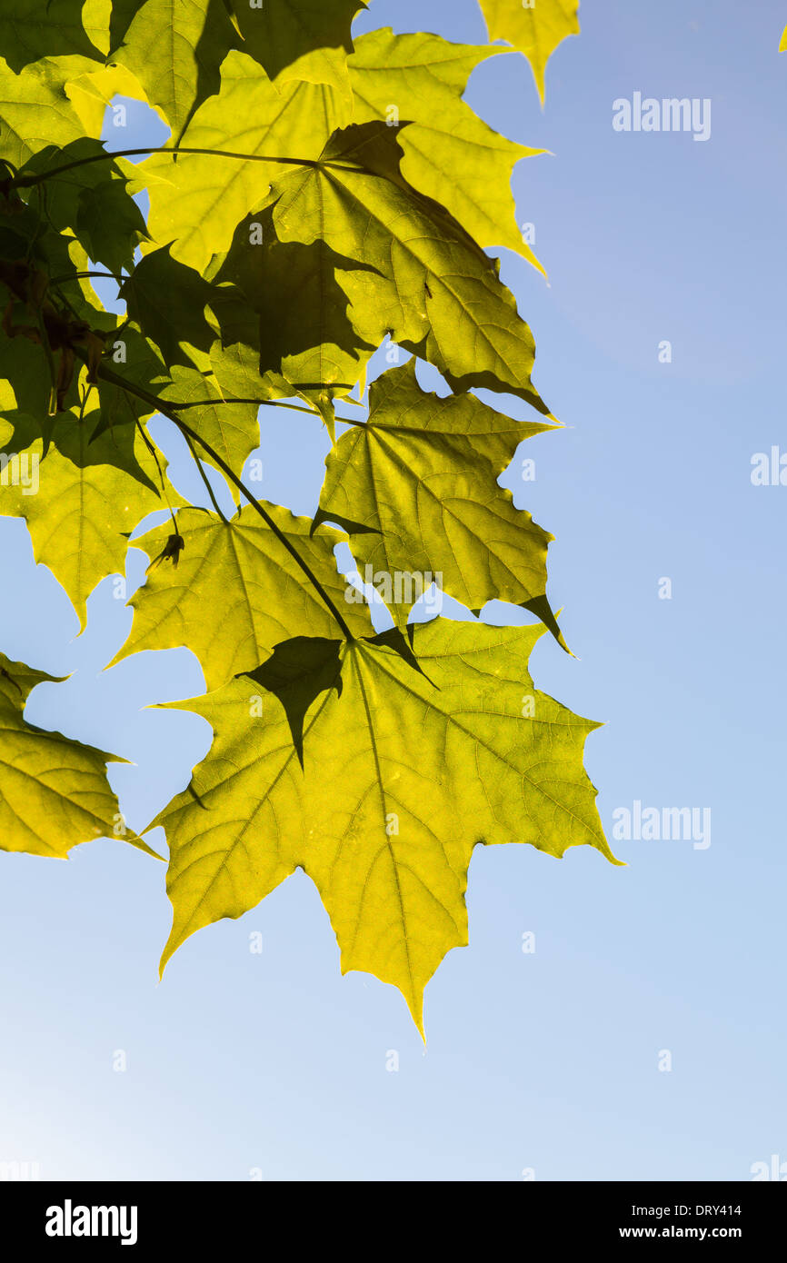 Blue maple leaf hi-res stock photography and images - Alamy
