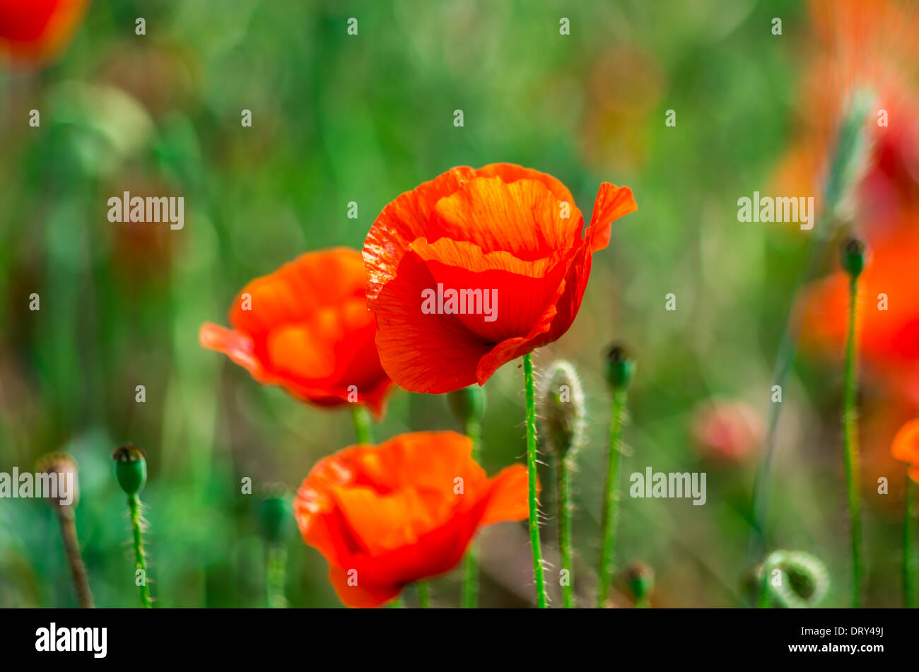 One wild red poppy in focus and two soft poppies on wind in motion on ...