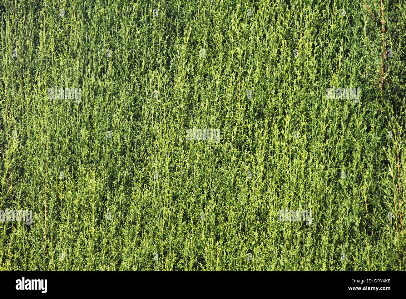 The background of cypress close up Stock Photo - Alamy