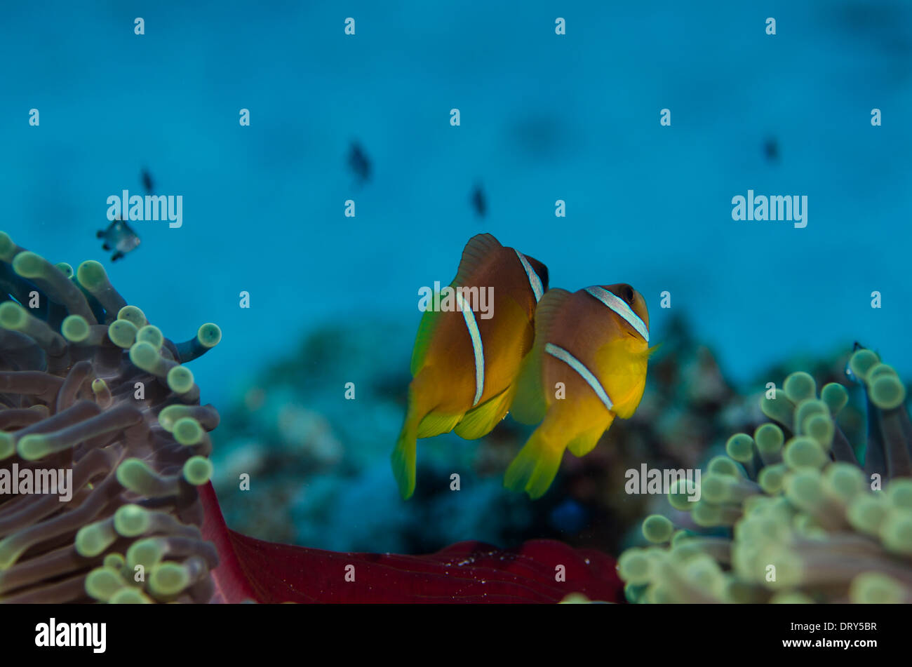Two clownfish looking out from their anemone Stock Photo - Alamy