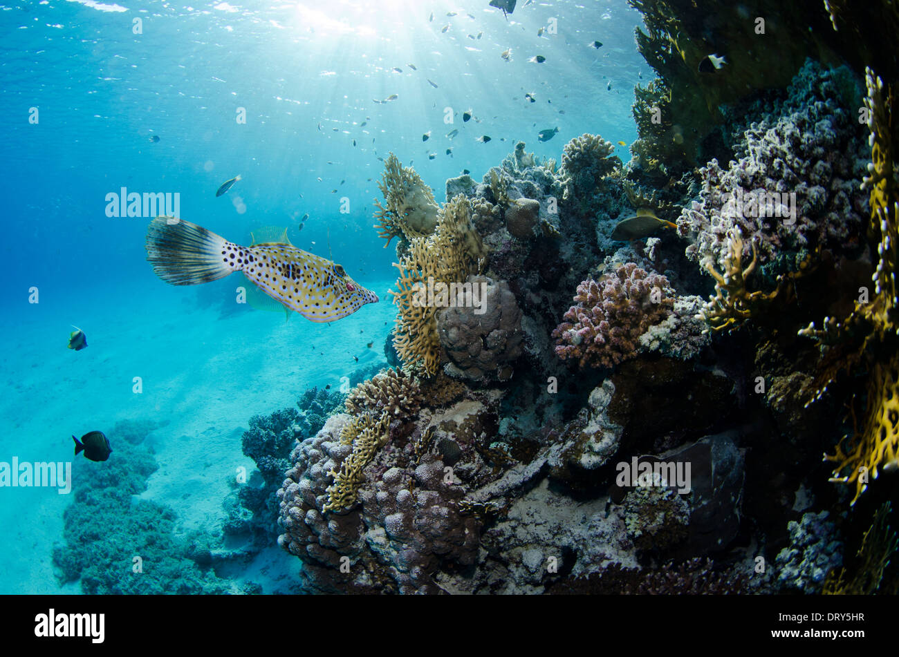 Scrawled Filefish in it's environment in the Red Sea Stock Photo - Alamy