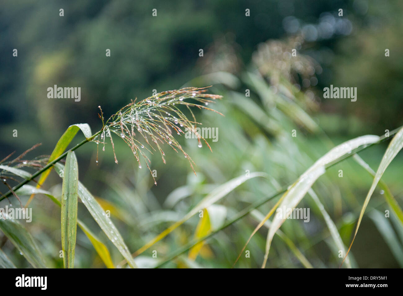 Drops in the Reed Stock Photo - Alamy