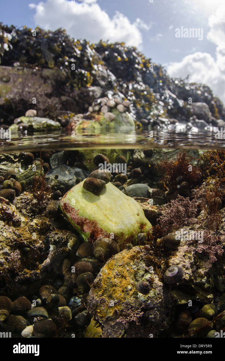 A split shot of snails in a Cornish rock pool Stock Photo - Alamy