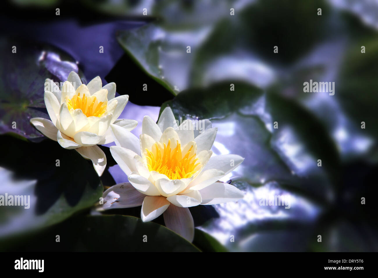 White Lotus on the River in moonlight Stock Photo - Alamy