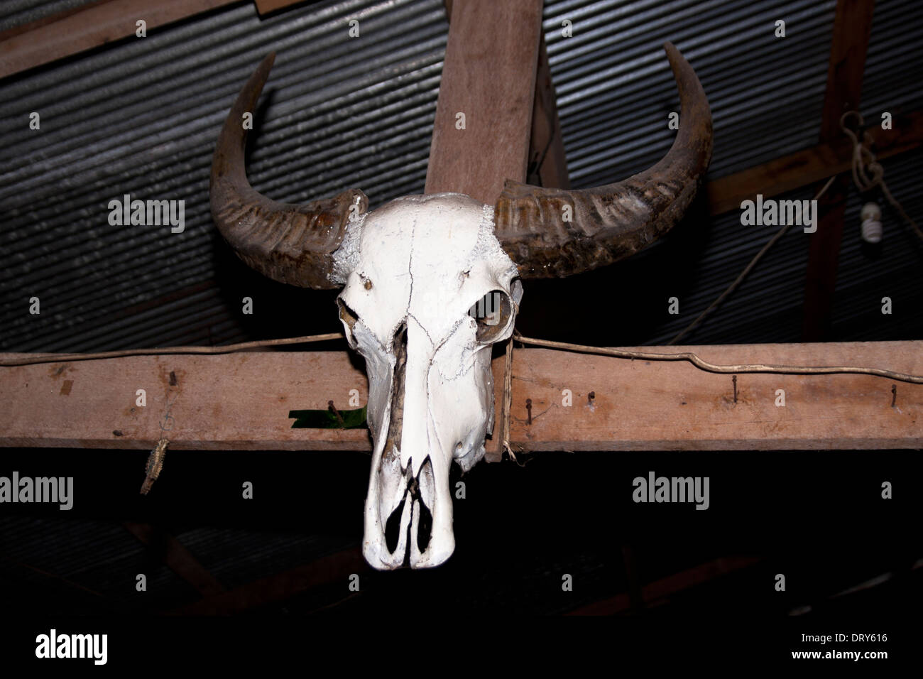 Detail of Buffalo skull Stock Photo - Alamy
