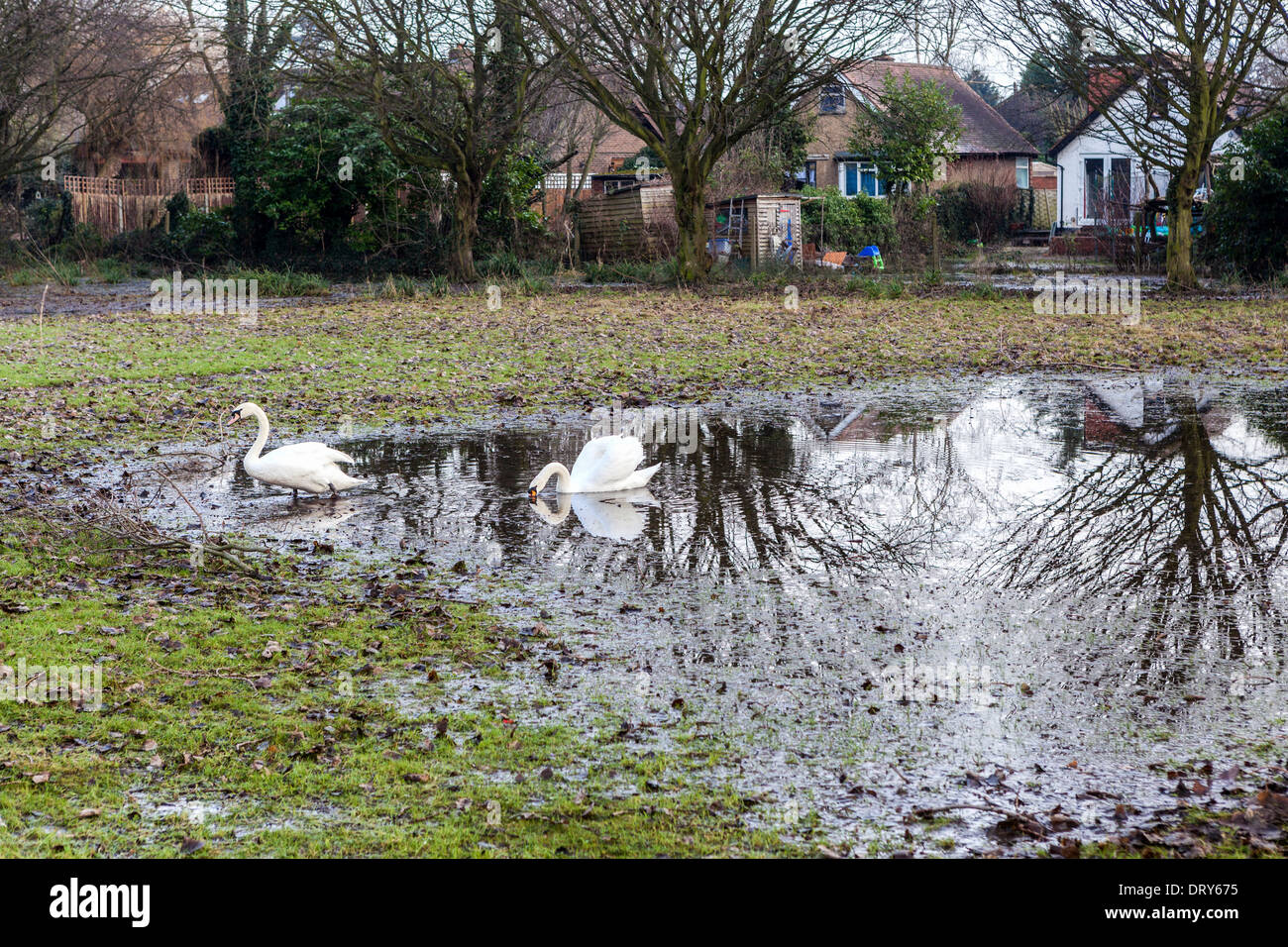 Swimming in muddy pool hi-res stock photography and images - Alamy