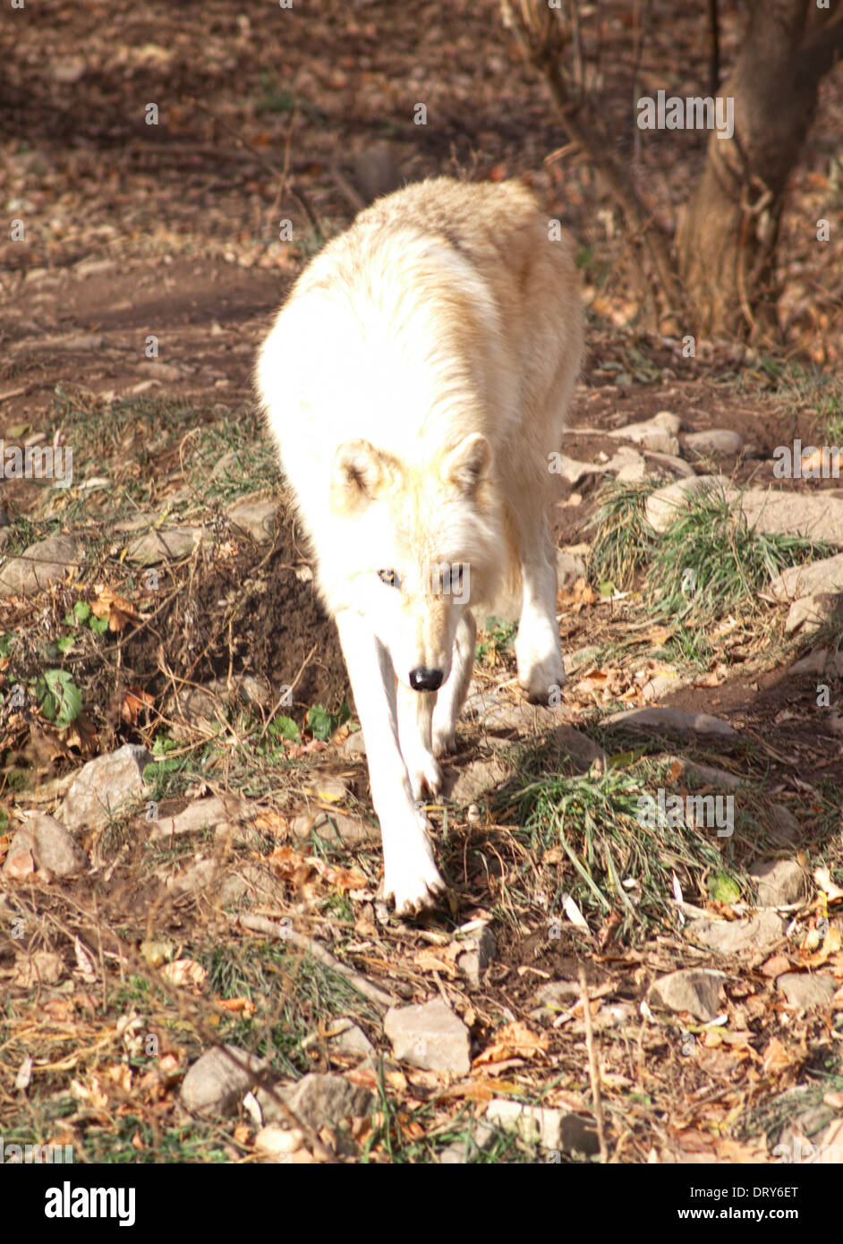 grey wolf looking as if he's stalking his prey Stock Photo - Alamy