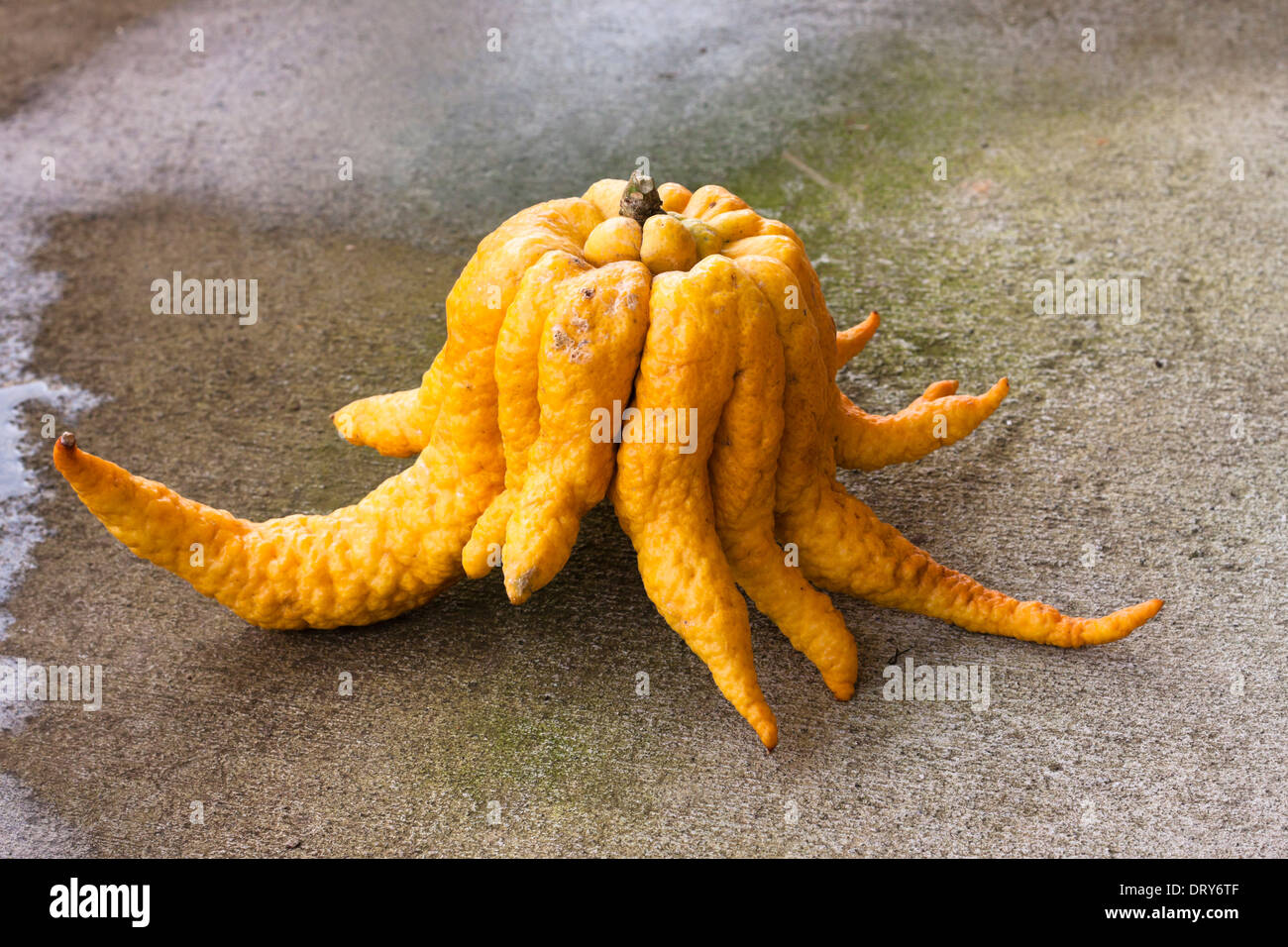 Buddhas hand fruit hi-res stock photography and images - Alamy