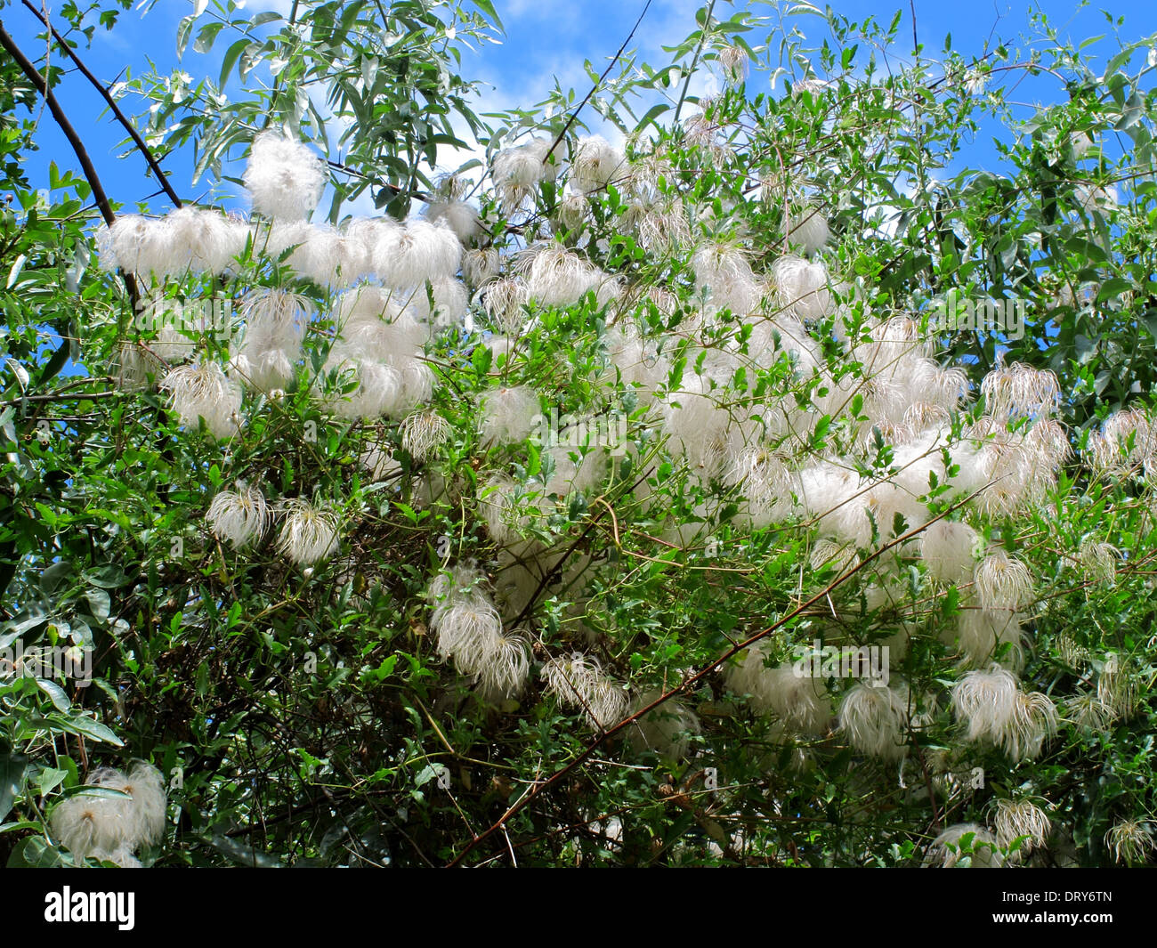 a view of Wild Clematis (Clematis Vitalba) set against a blue sky Stock ...