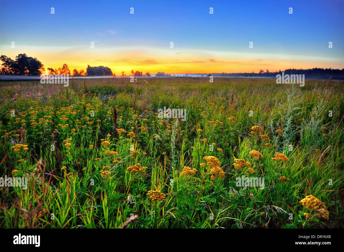 Summer sunset landscape hi-res stock photography and images - Alamy