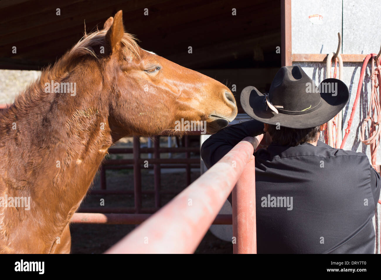 Ranch horse hi-res stock photography and images - Alamy