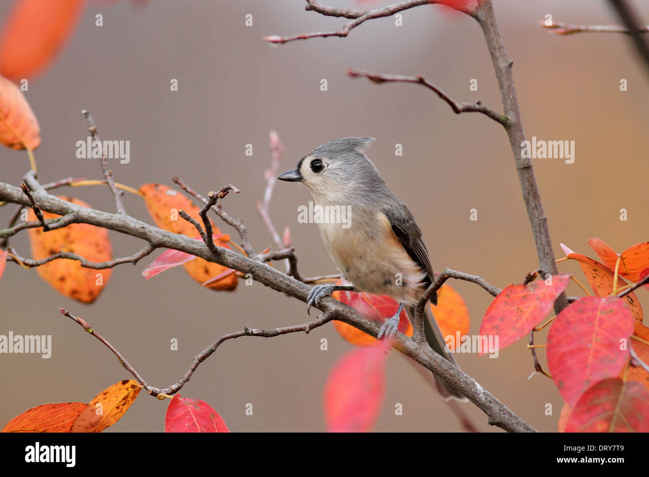 Titmouse with red leaves hi-res stock photography and images - Alamy