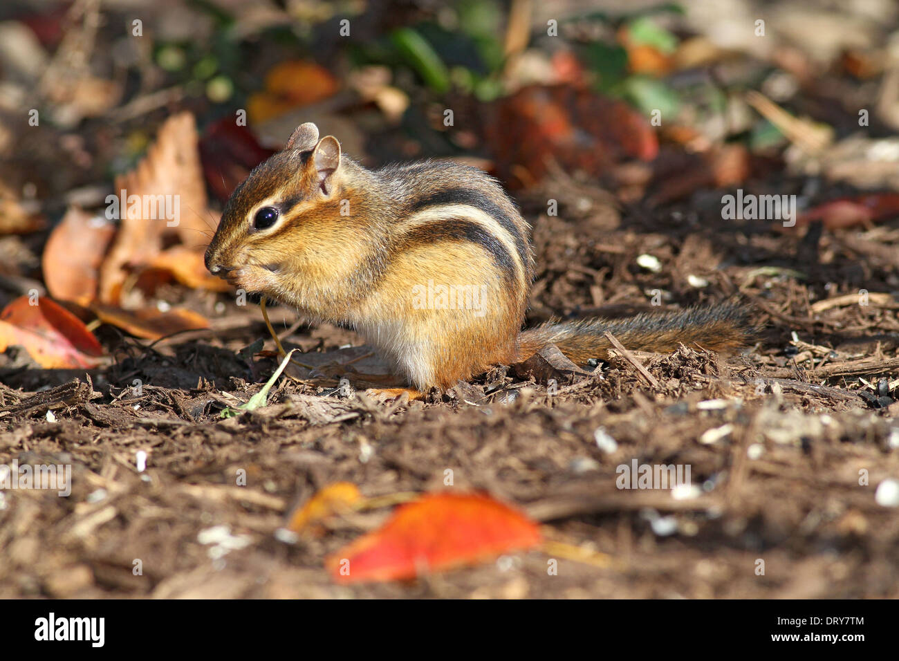 Eastern chipmunk seed hi-res stock photography and images - Alamy