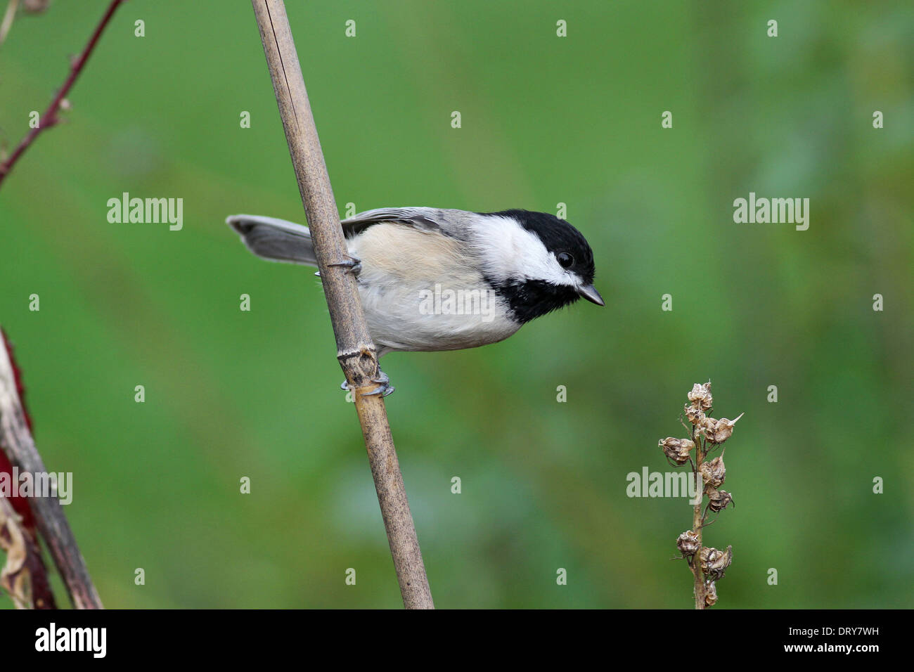 Chickadee environment hi-res stock photography and images - Alamy