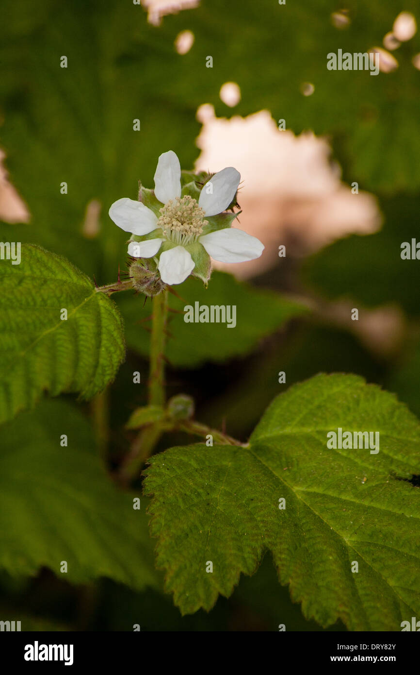Pacific dewberry hi-res stock photography and images - Alamy