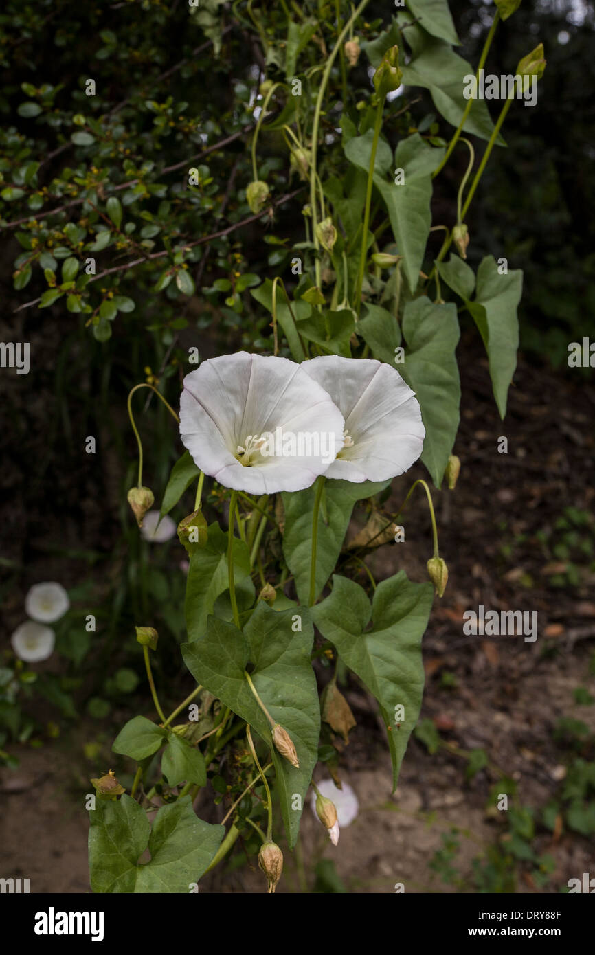 False Glory High Resolution Stock Photography and Images - Alamy