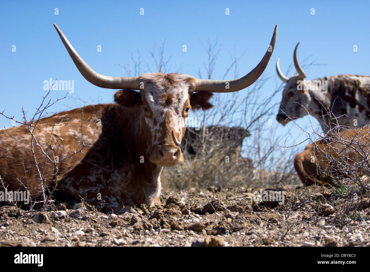 Longhorn ranch hi-res stock photography and images - Alamy
