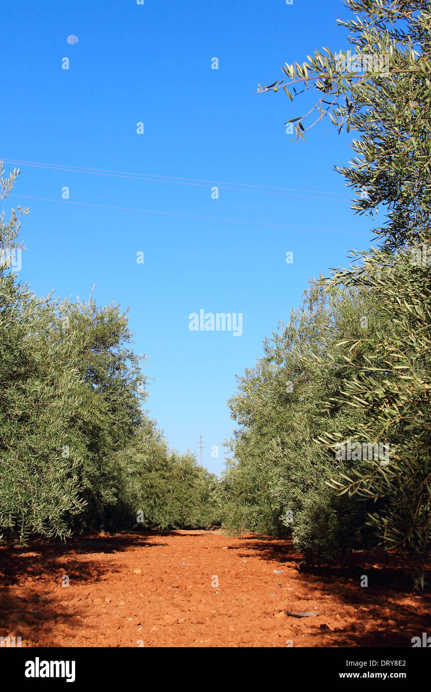 Beautiful olive trees in garden with red soil Stock Photo - Alamy