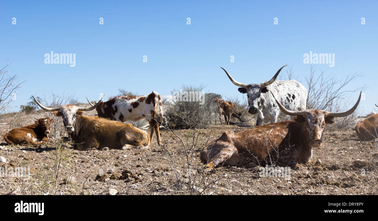 Longhorn cattle on a West Texas ranch Stock Photo - Alamy