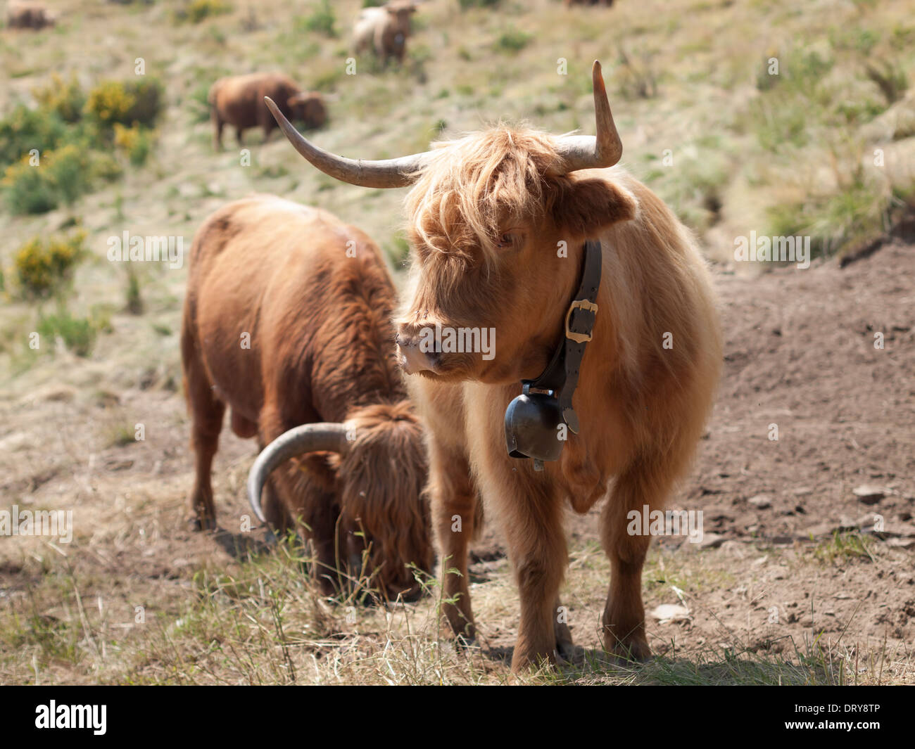 Highland cattle longhorn hi-res stock photography and images - Alamy