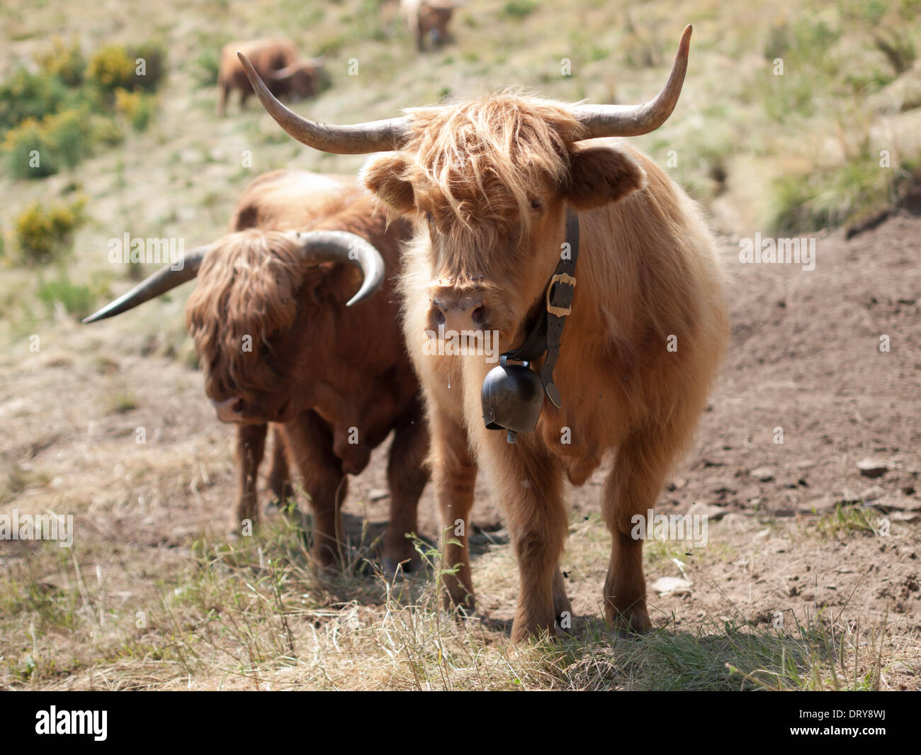 Highland cattle alp on monte hi-res stock photography and images - Alamy