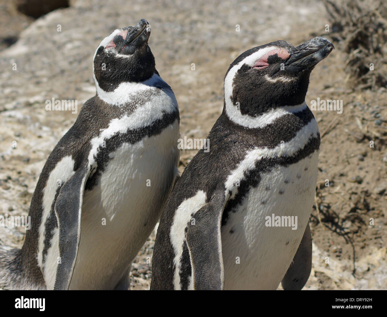 Colony of Magellanic Penguins, Punta Tombo, Argentina, South America ...
