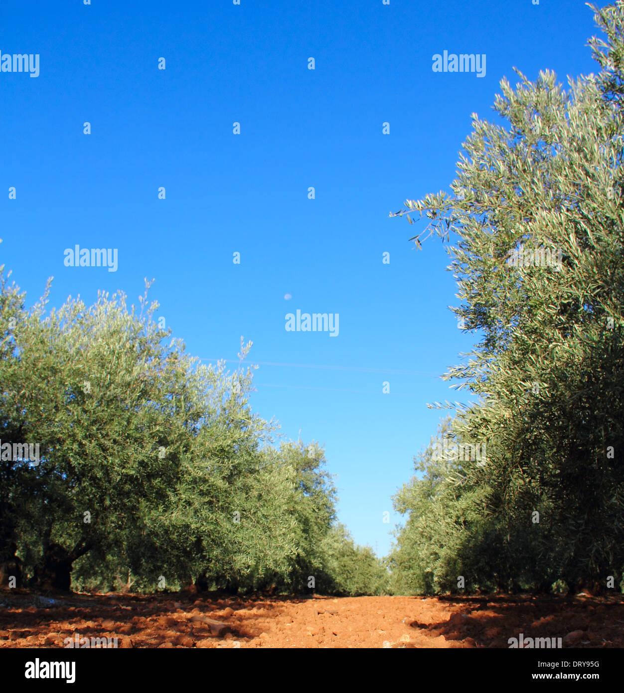 Beautiful olive trees in garden with red soil Stock Photo - Alamy