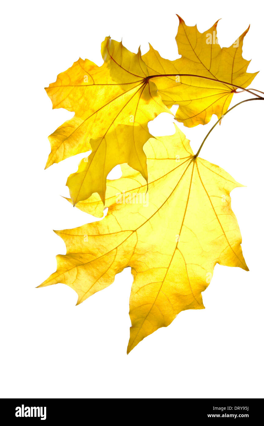 Yellow fall leaves copy Cut Out Stock Images & Pictures - Alamy