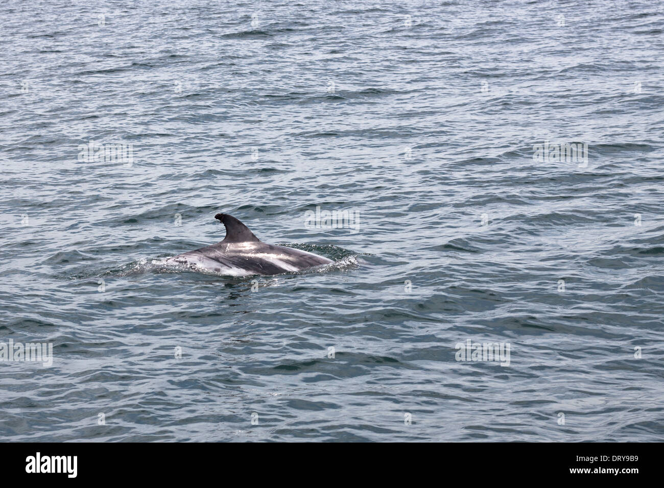 Striped dolphin hi-res stock photography and images - Alamy