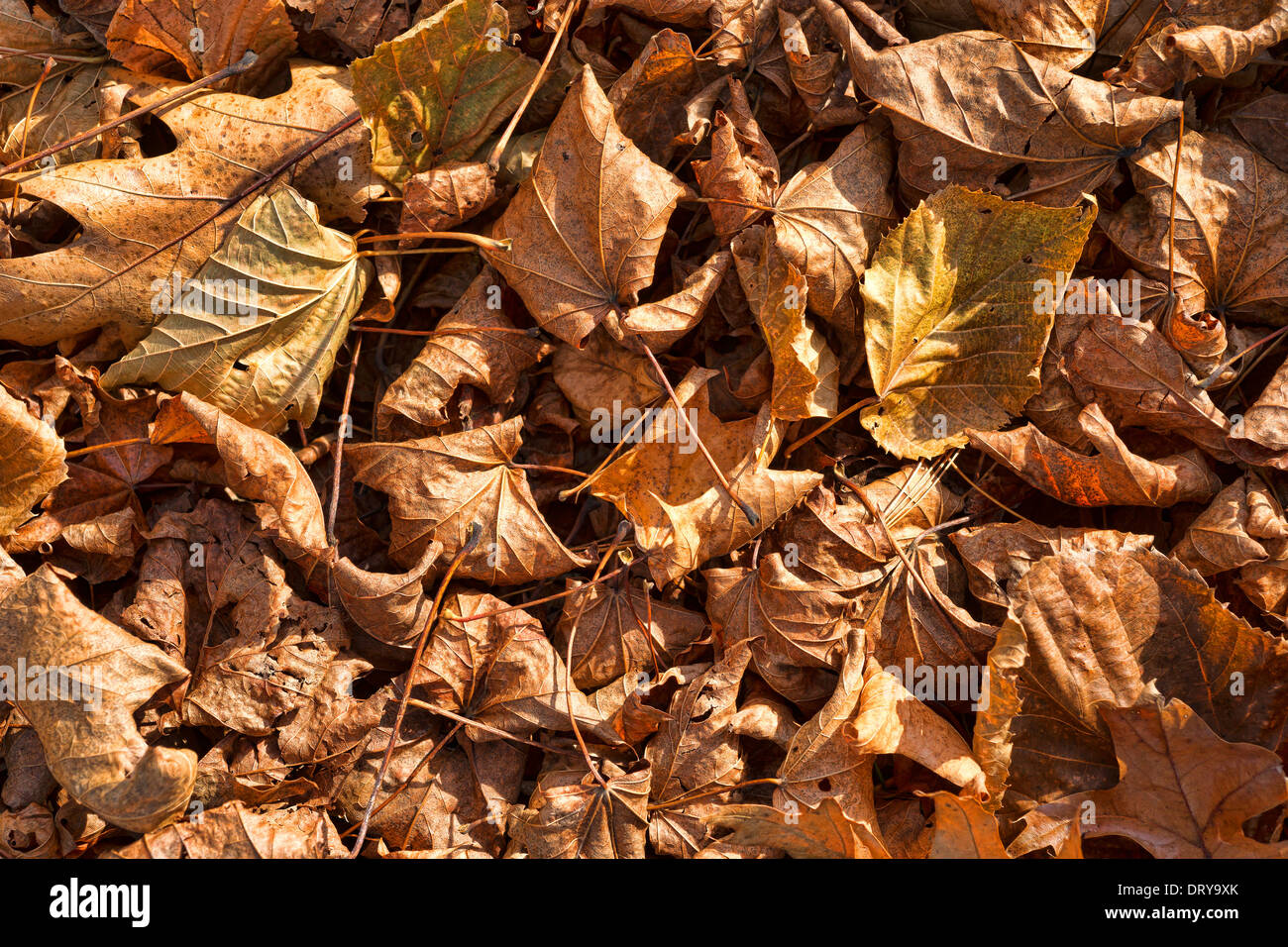 Very close view of several varieties of dried leaves that have fallen ...