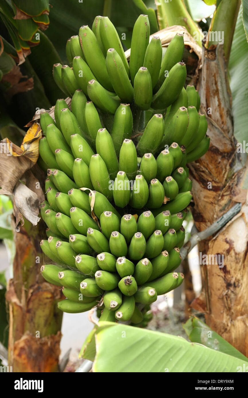 Madeira banana plantation hi-res stock photography and images - Alamy