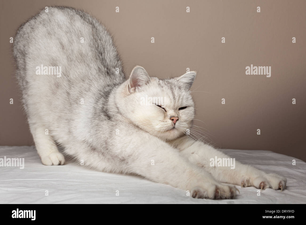 White cat stretching Stock Photo - Alamy