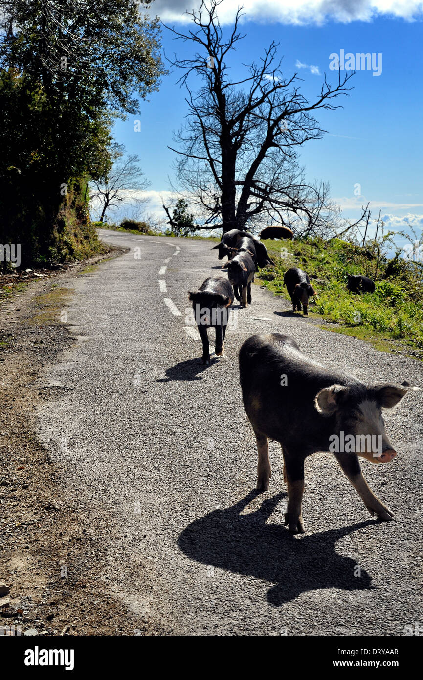 Pig farming in freedom, Corsica, France Stock Photo - Alamy