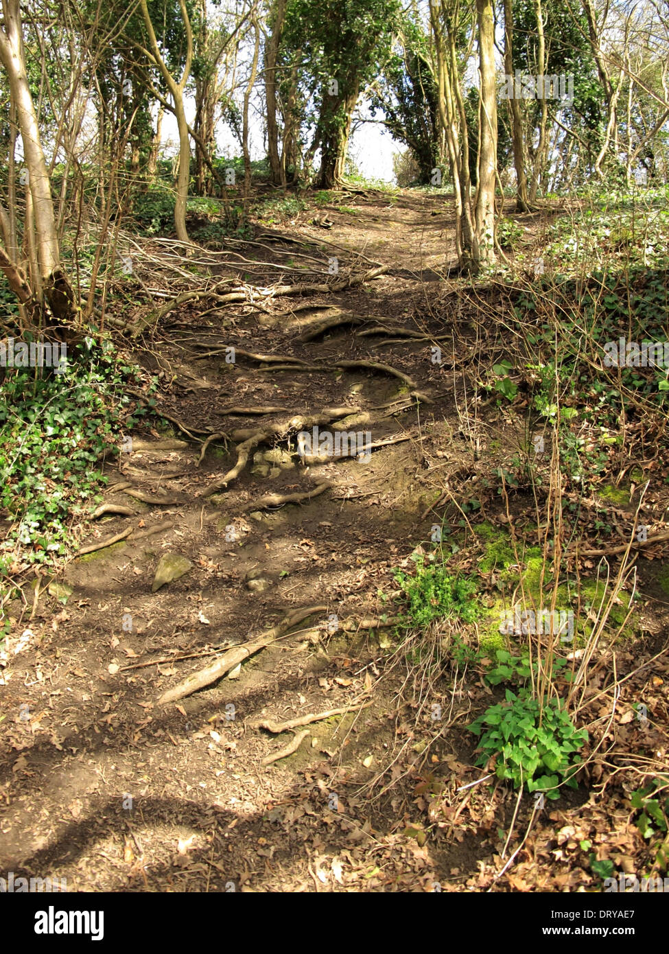 An image showing a view of a path through the woods Stock Photo - Alamy