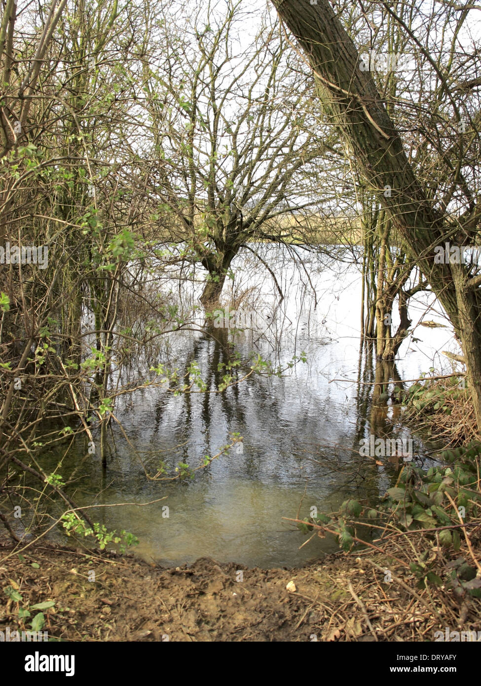 An image of an old tree by the side of the water Stock Photo - Alamy