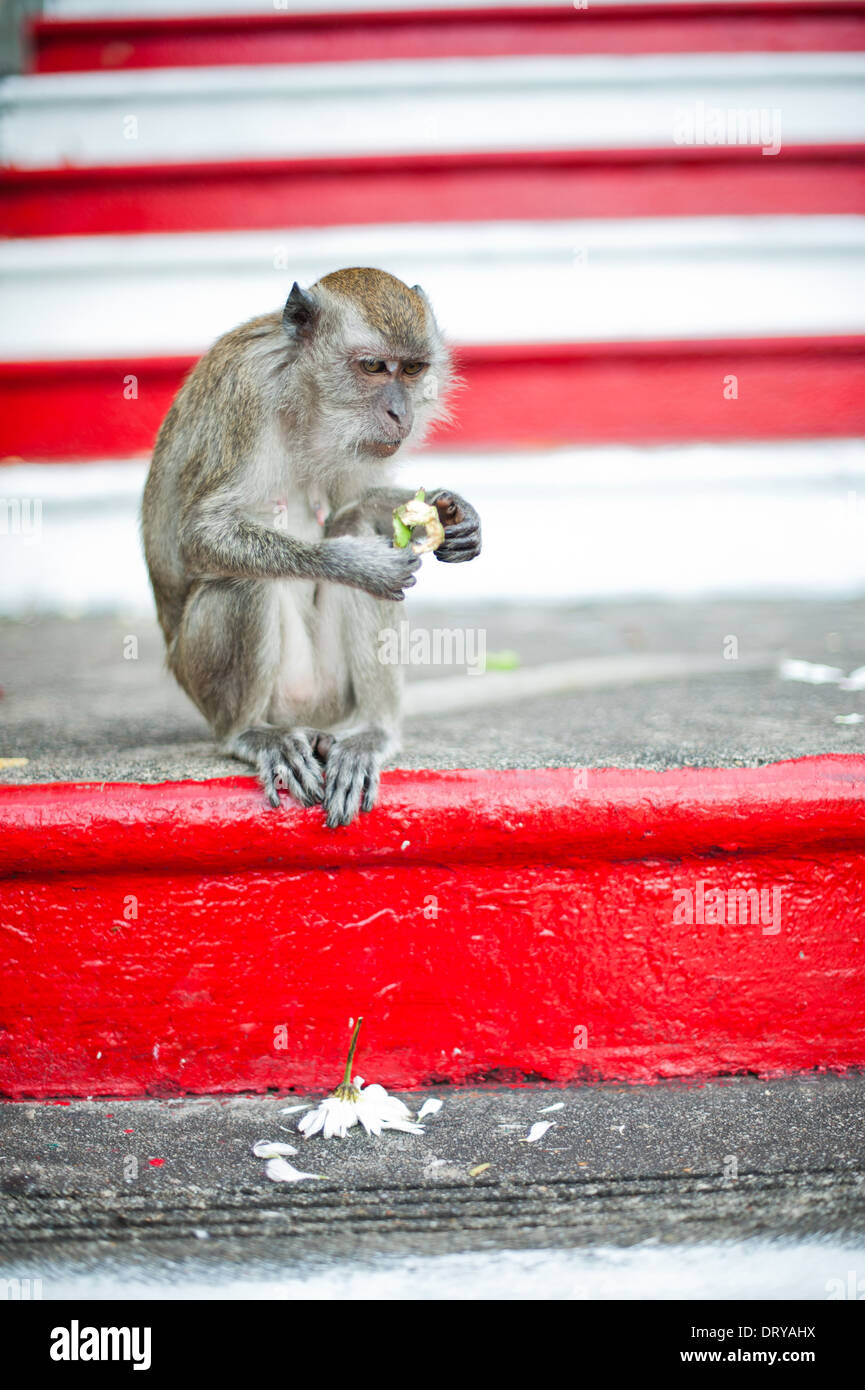 Monkey eating a flower on the steps leading up to the Batu caves ...