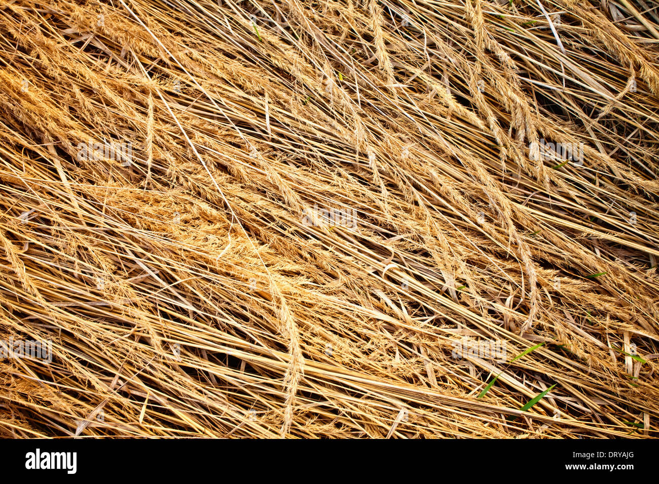 Gray grass hi-res stock photography and images - Alamy