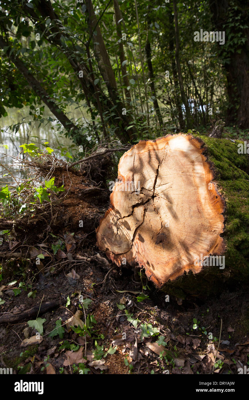 cut big trunk texture Stock Photo - Alamy