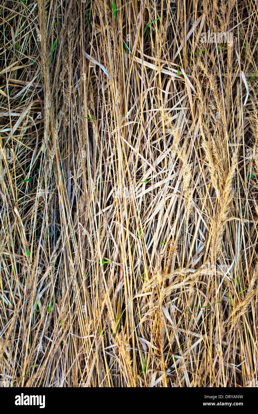 Gray grass hi-res stock photography and images - Alamy