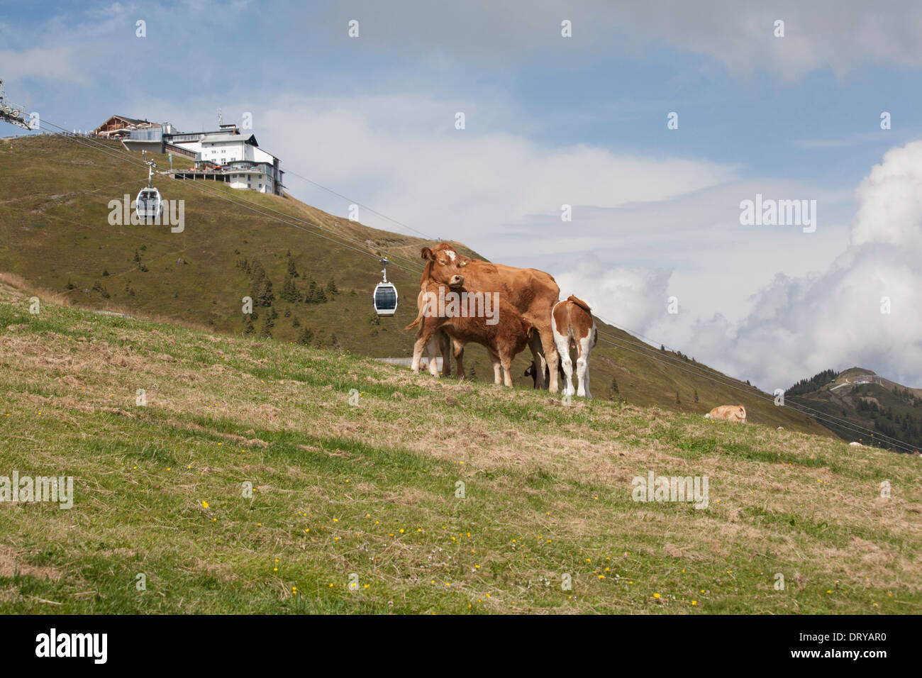 Pinzgau cattle hi-res stock photography and images - Alamy